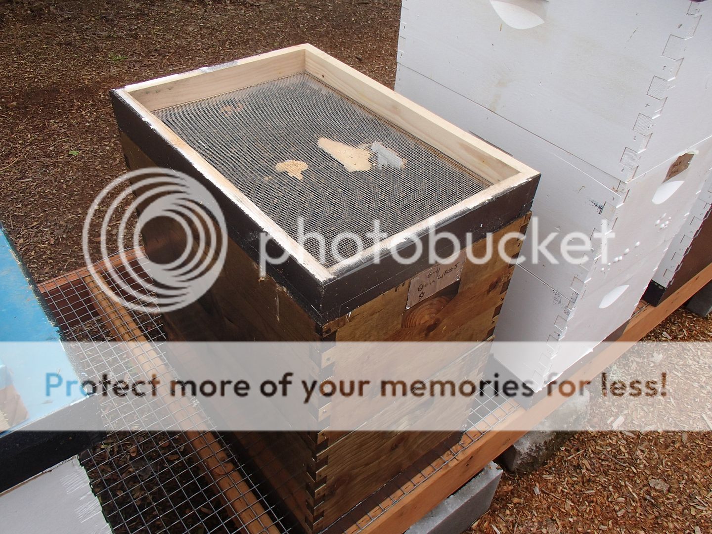 To Mark a Queen or Not to Mark | Beesource Beekeeping Forums